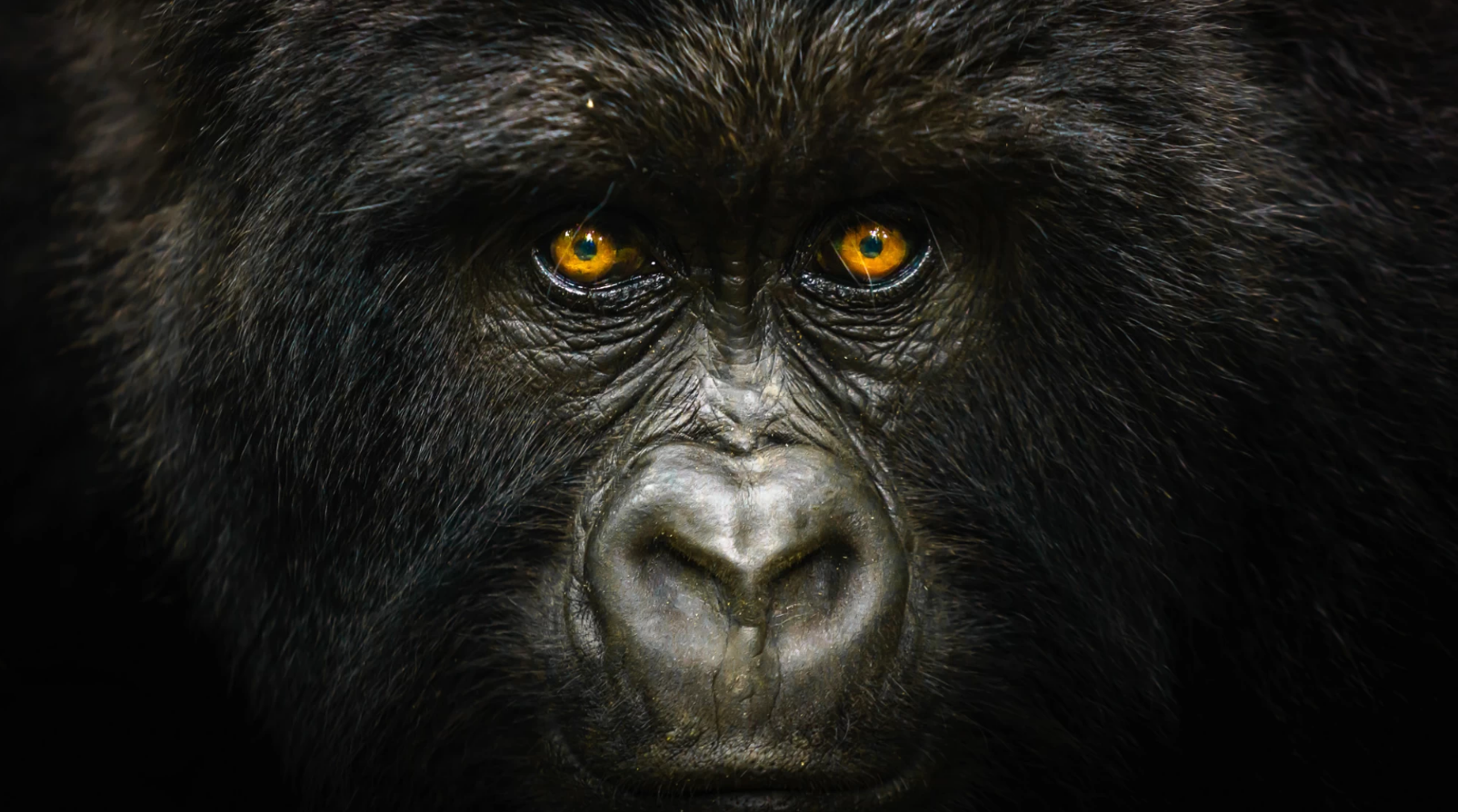 National Geographic: Οι Καλύτεροι Φωτογράφοι της Χρονιάς! - Το ...